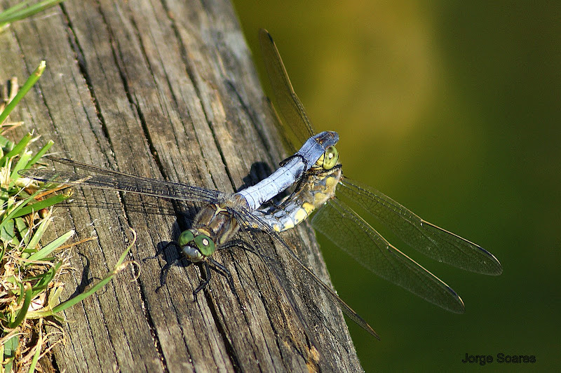 Libelinhas - Momentos e Olhares