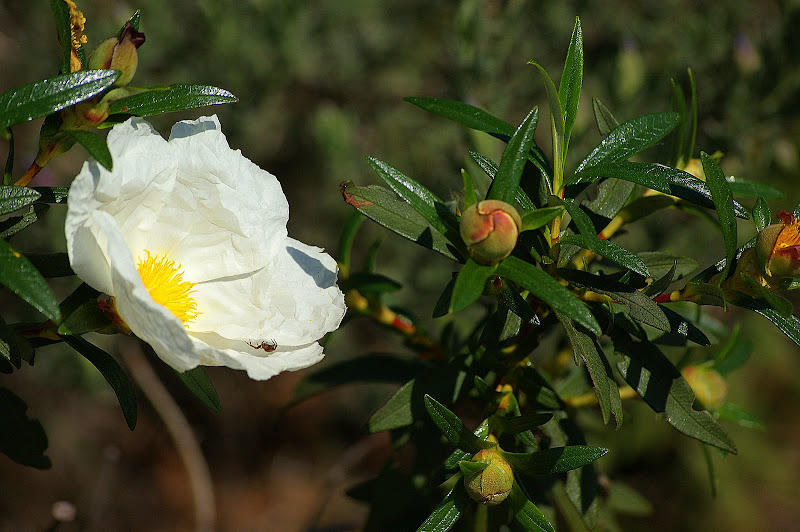 Flor da esteva - Momentos e Olhares
