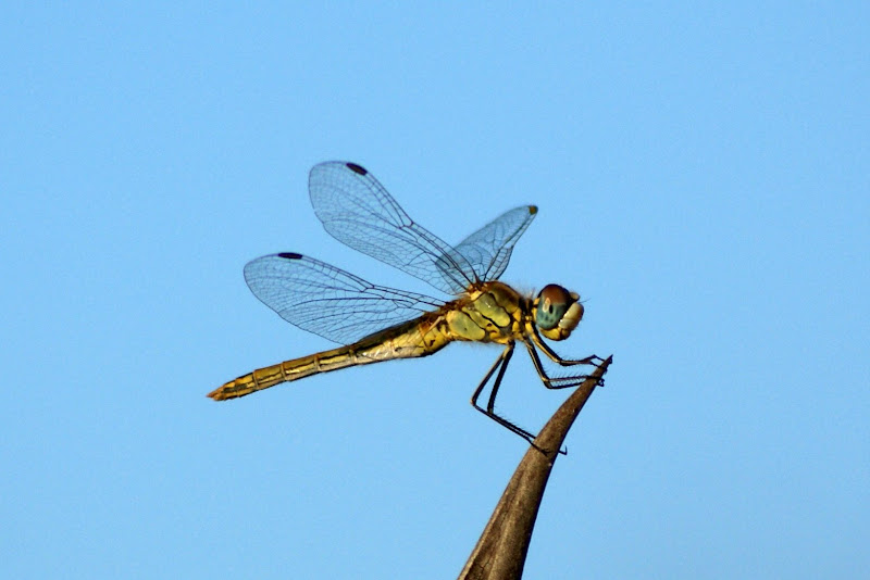 Eu gosto de libelinhas ..... - Momentos e Olhares