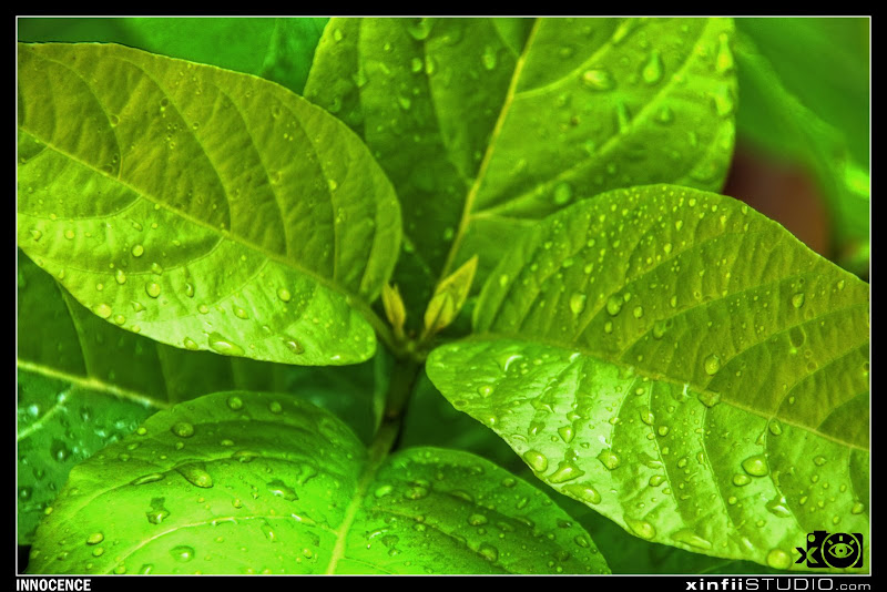 xinfii STUDIO: January 2009