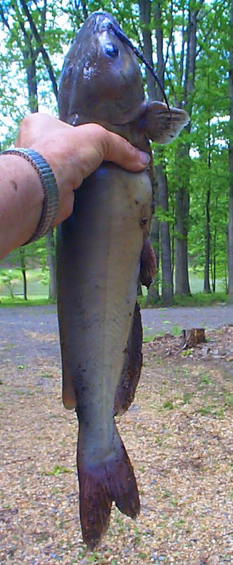 One Nightcrawler and 20 Minutes - Pond Boss Forum