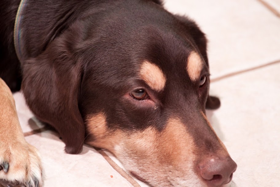 3 lenses, 1 dog...(just for fun): Canon SLR Lens Talk Forum: Digital ...