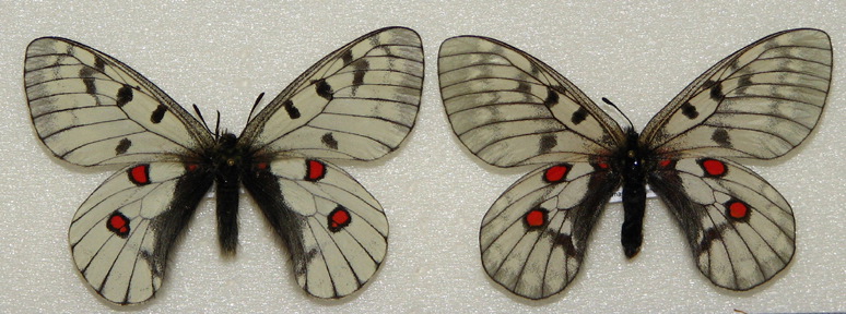 Photos de Parnassiinae II