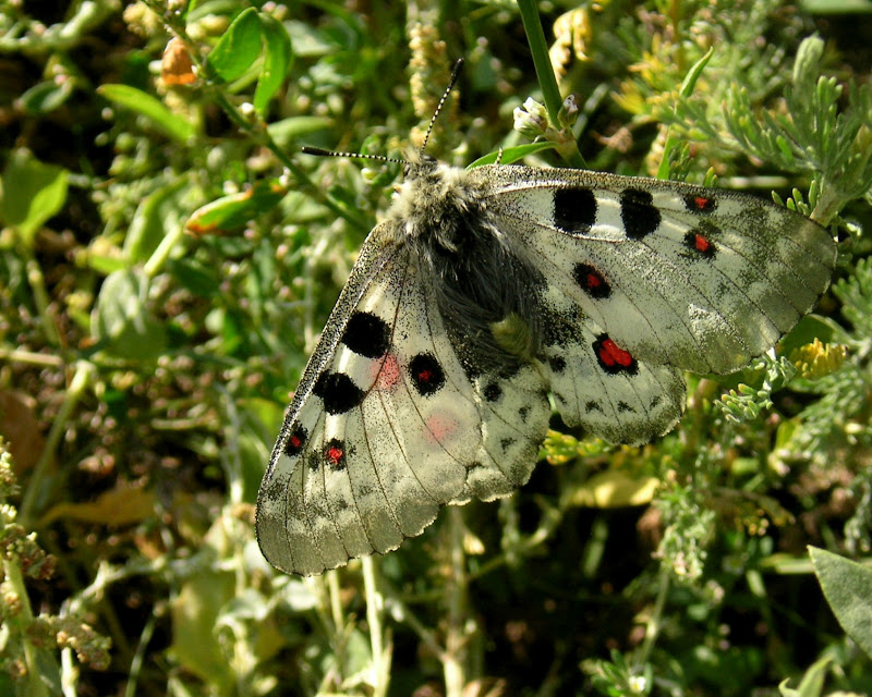 Photos de Parnassiinae II