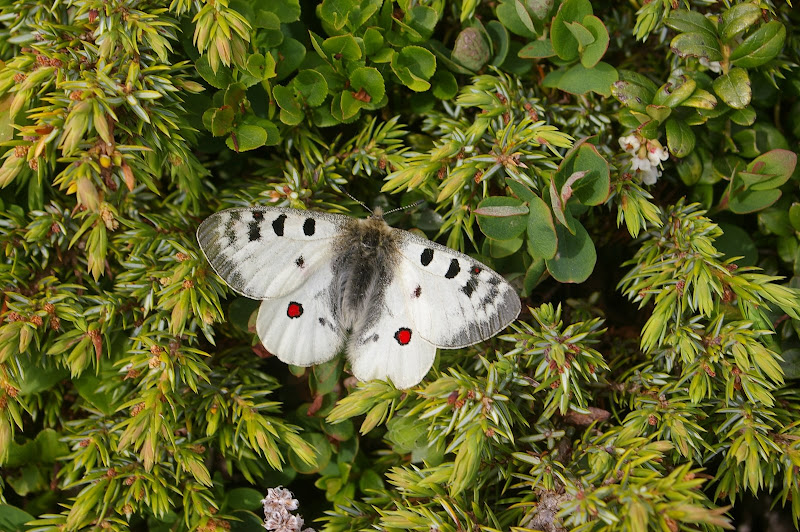 Photos de Parnassiinae II