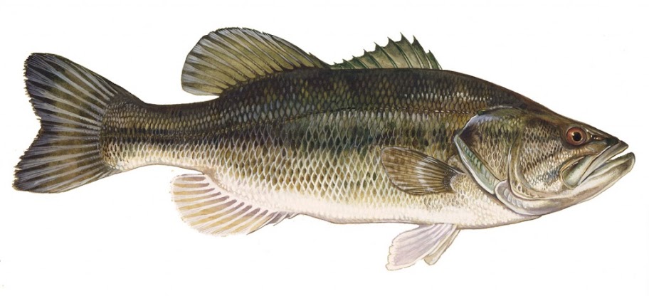Mais sobre o Black Bass | O mundo da pesca