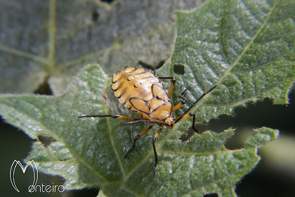 Coreid bug | Project Noah