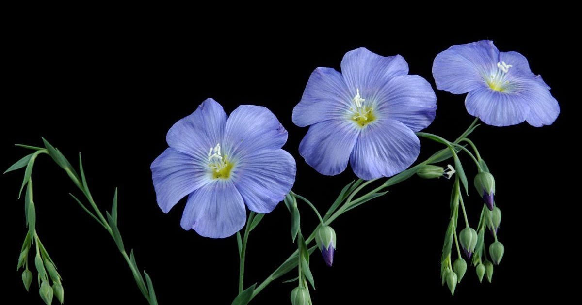 Plant Gallery - Encyklopedia Roślin: Linum species and varieties - Len ...