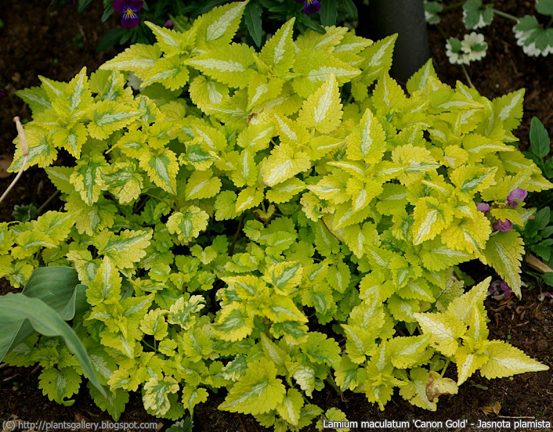 Plant Gallery - Encyklopedia Roślin: Lamium maculatum 'Canon Gold ...