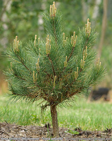 Plant Gallery - Encyklopedia Roślin: Pinus species and cultivars ...