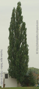 Plant Gallery - Encyklopedia Roślin: Populus species and varieties ...