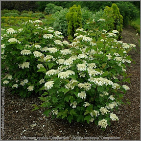 Plant Gallery - Encyklopedia Roślin: Viburnum species and varieties ...