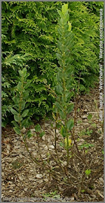 Plant Gallery - Encyklopedia Roślin: Salix species and varieties ...