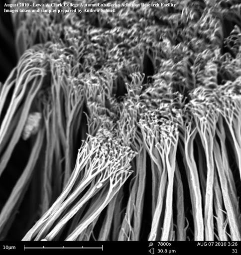 Rare Scanning Electron Microscope Photographs of Rhacodactylus ciliatus ...