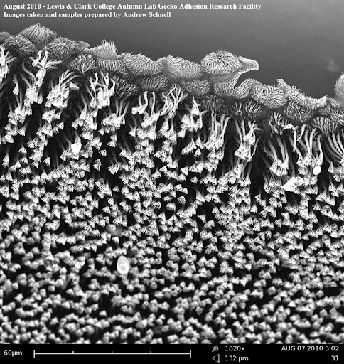 Rare Scanning Electron Microscope Photographs of Rhacodactylus ciliatus ...