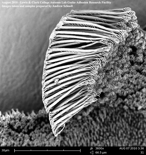 Rare Scanning Electron Microscope Photographs of Rhacodactylus ciliatus ...