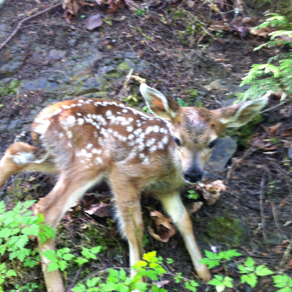 Columbia black-tailed deer | Project Noah