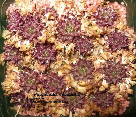 Pinguicula reticulata photos