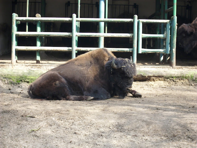 Zwierzak tygodnia – Bizon leśny (Bison bison athabascae) | Mrówkojad i ...