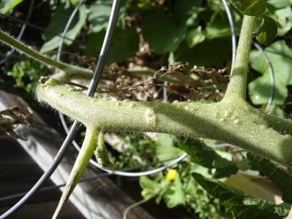 Gardening in Austin: Bumpy Stems (Tomatoes)