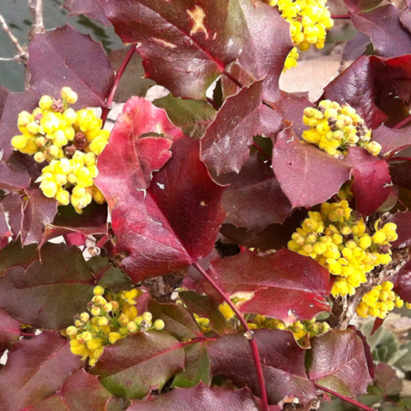 Oregon Grape | Project Noah
