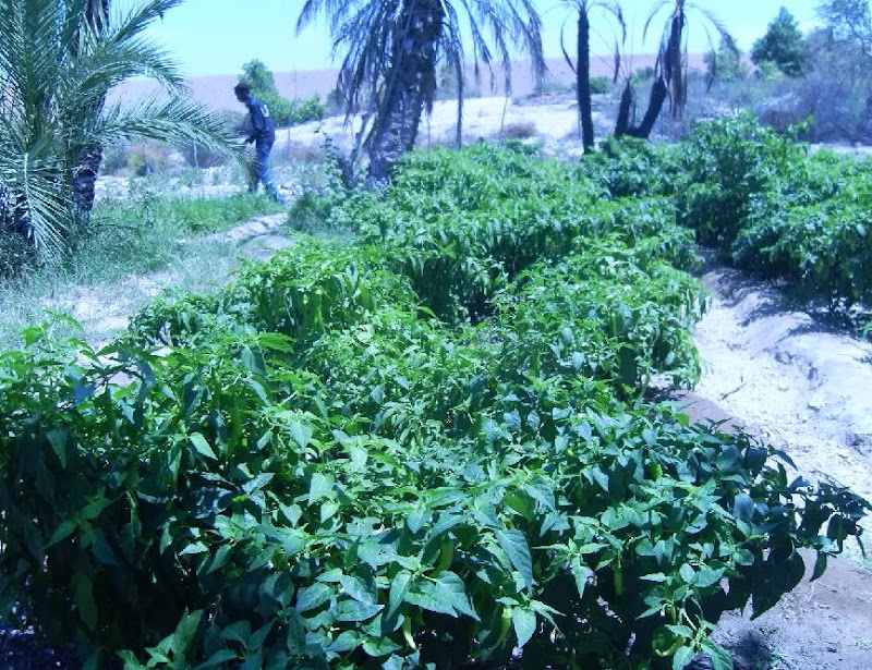 palm trees Park in Somalia, beautiful pictures - SomaliNet Forums