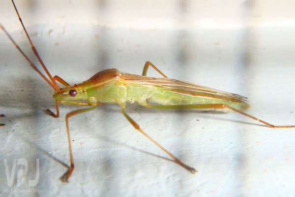 Rice Bug | Project Noah