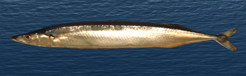 How to make sculpted prim by TATARA: TUTORIAL S01 Make a Saury (Fish)