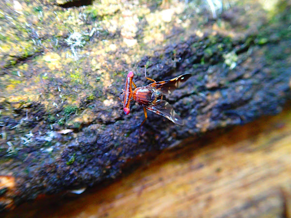 Hammerhead Fruit Fly | Project Noah