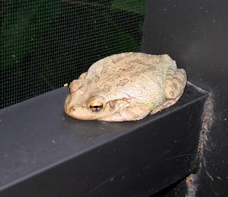 Salty Snaps Shots and the Whatnot: Fat Happy Frog Relaxing On My Screen ...