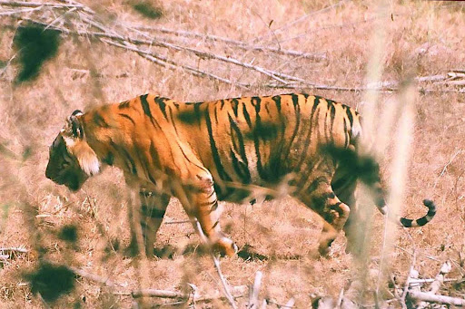 tigers....oh yeah - Animal vs Animal