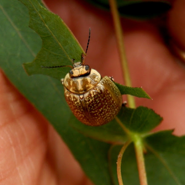 eucalyptus leaf beetle eggs | Project Noah