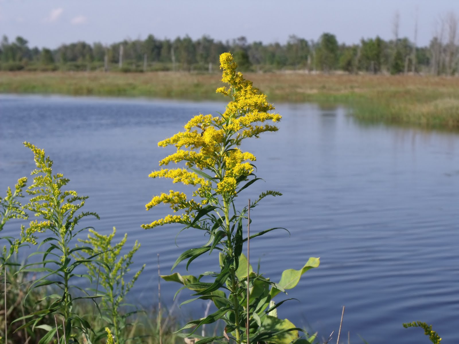 Northern Information Sights: Tuttle Marsh