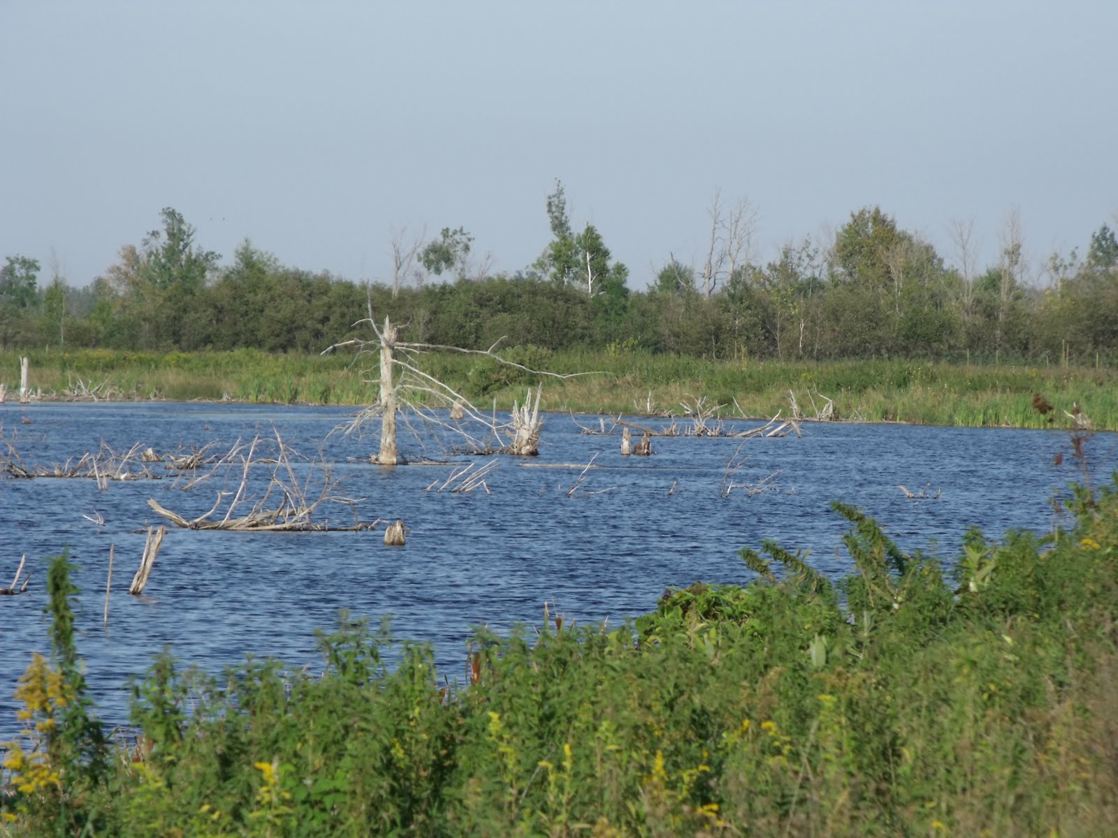 Northern Information Sights: Tuttle Marsh