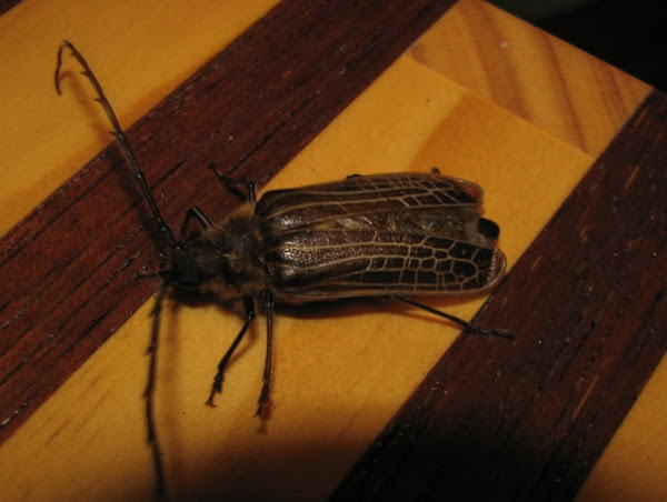 Huhu Beetle | Project Noah