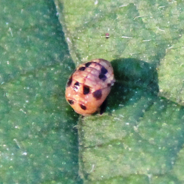 Ladybird pupa? | Project Noah