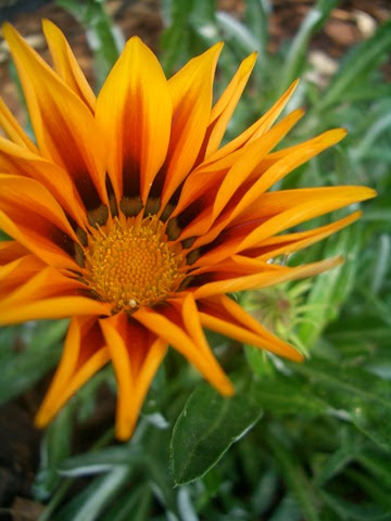 Domestic Fashionista: What I Know About Flowers