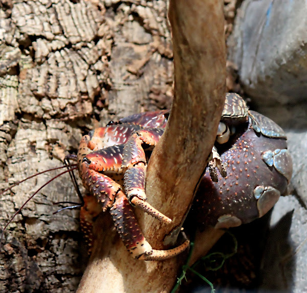 Coconut crab, robber crab or palm thief | Project Noah