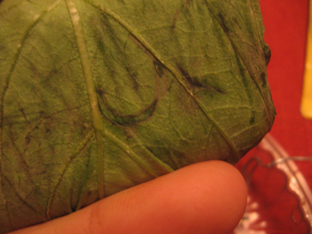 crescent moon scarification