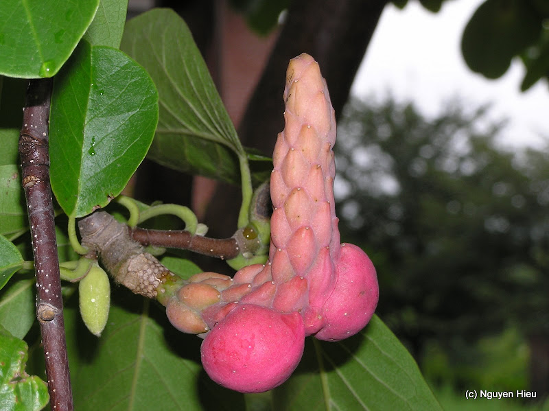 The oddities of nature – You will blush when you see trees that bear fruit astonishingly ...