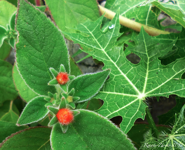 Tiny Red Tubular Wildflower | Project Noah