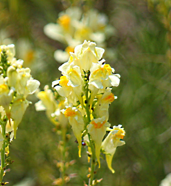 Common Toadflax, Yellow Toadflax, or Butter-and-egg | Project Noah