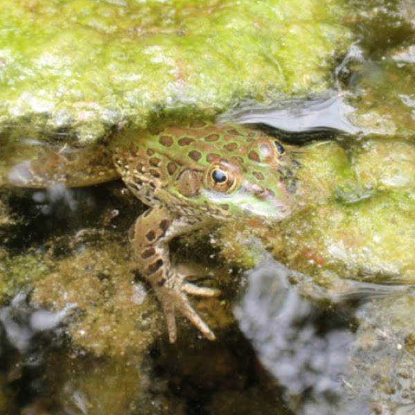 Northern Leopard Frog | Project Noah
