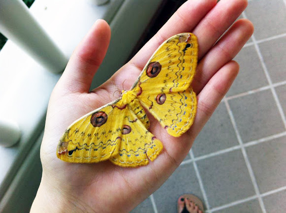 Golden Emperor Moth | Project Noah