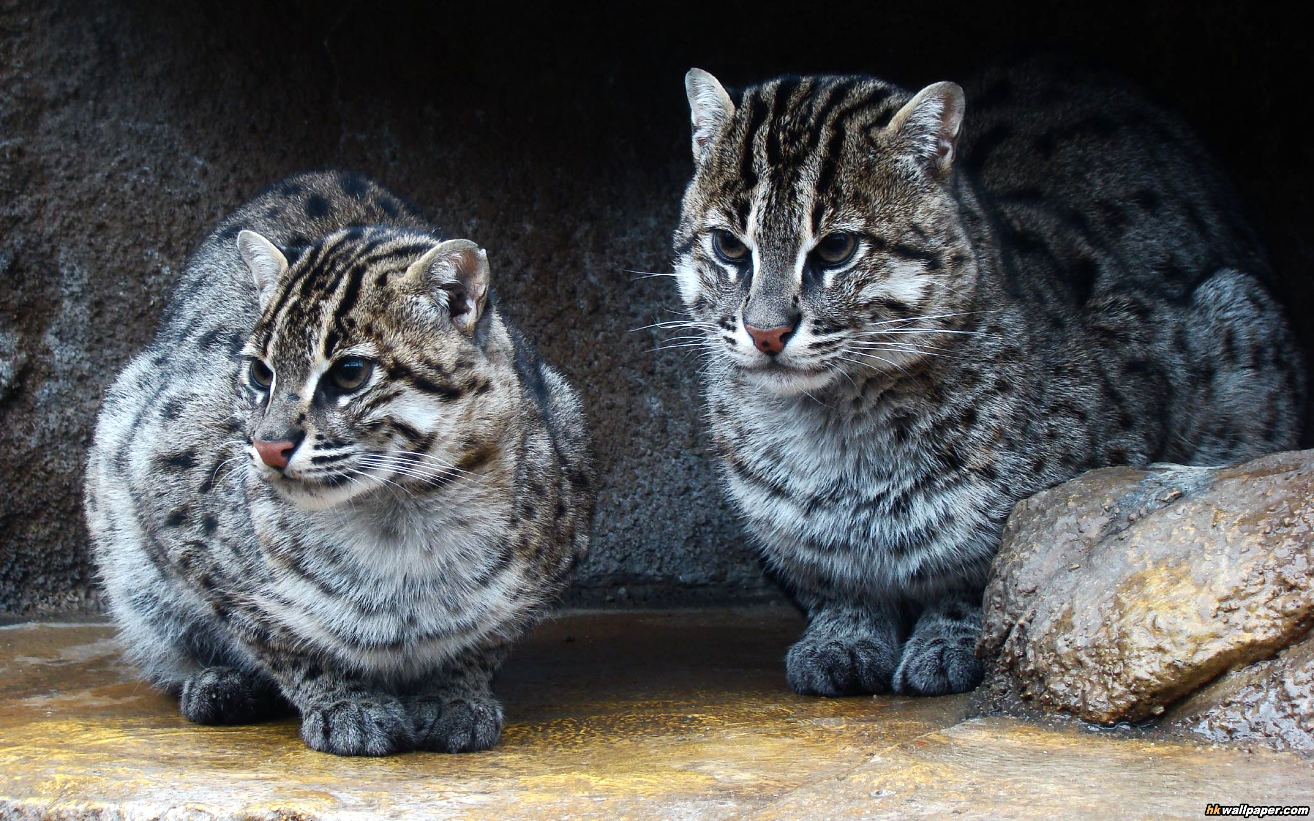 HMF HD Pictures of the endangered Iriomote Cat for a school project : r ...