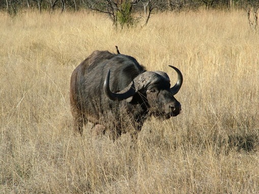Ecensuf Top 10 Lists Most Deadly Animals ecensuf-top-10-lists-most-deadly-animals