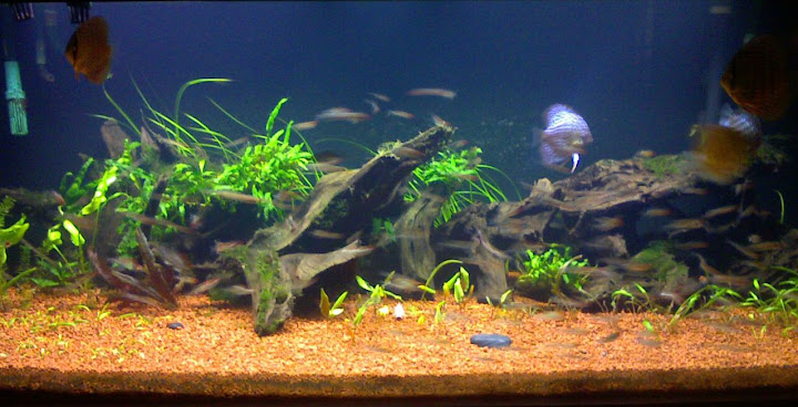 DIY Overflow and Sump