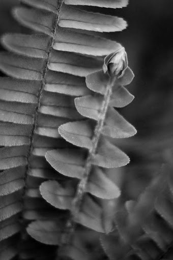 SHUTTERDIPITY: Plant Portraits