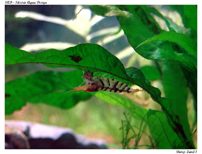 SAD - Silvério Aqua Design: Caridina cf Cantonensis "SuperTiger"