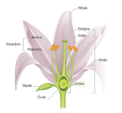 Botánica fácil: Las partes de una flor